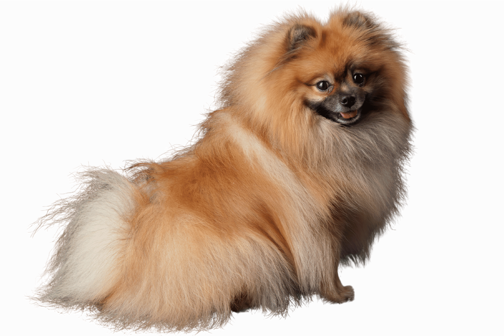 ADOMICIL'DOG- Service de toilettage en Alsace à Strasbourg – Service de ...